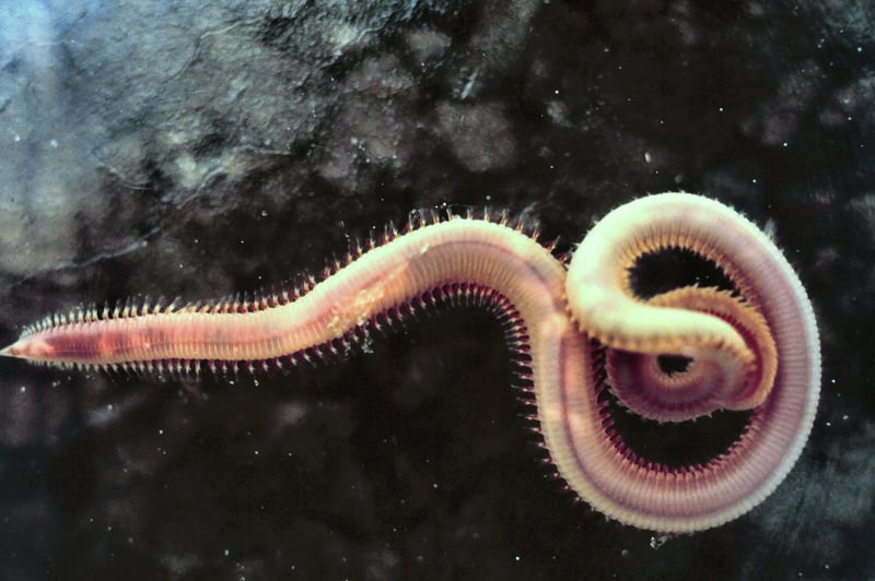 Polychaete Worm Glycera
